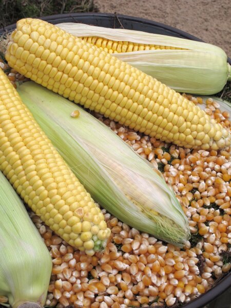 Graines de maïs doux