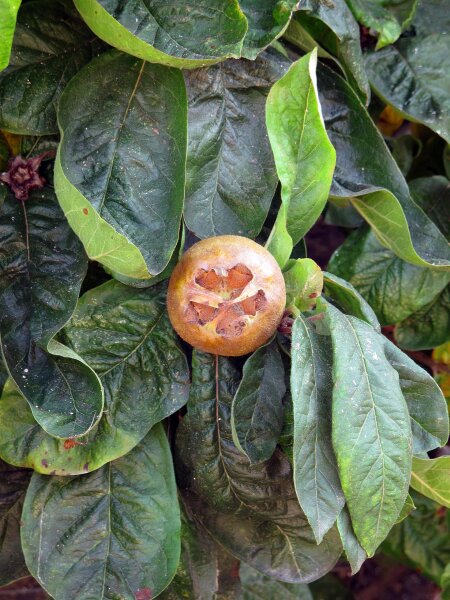 Semences de fruits sauvages