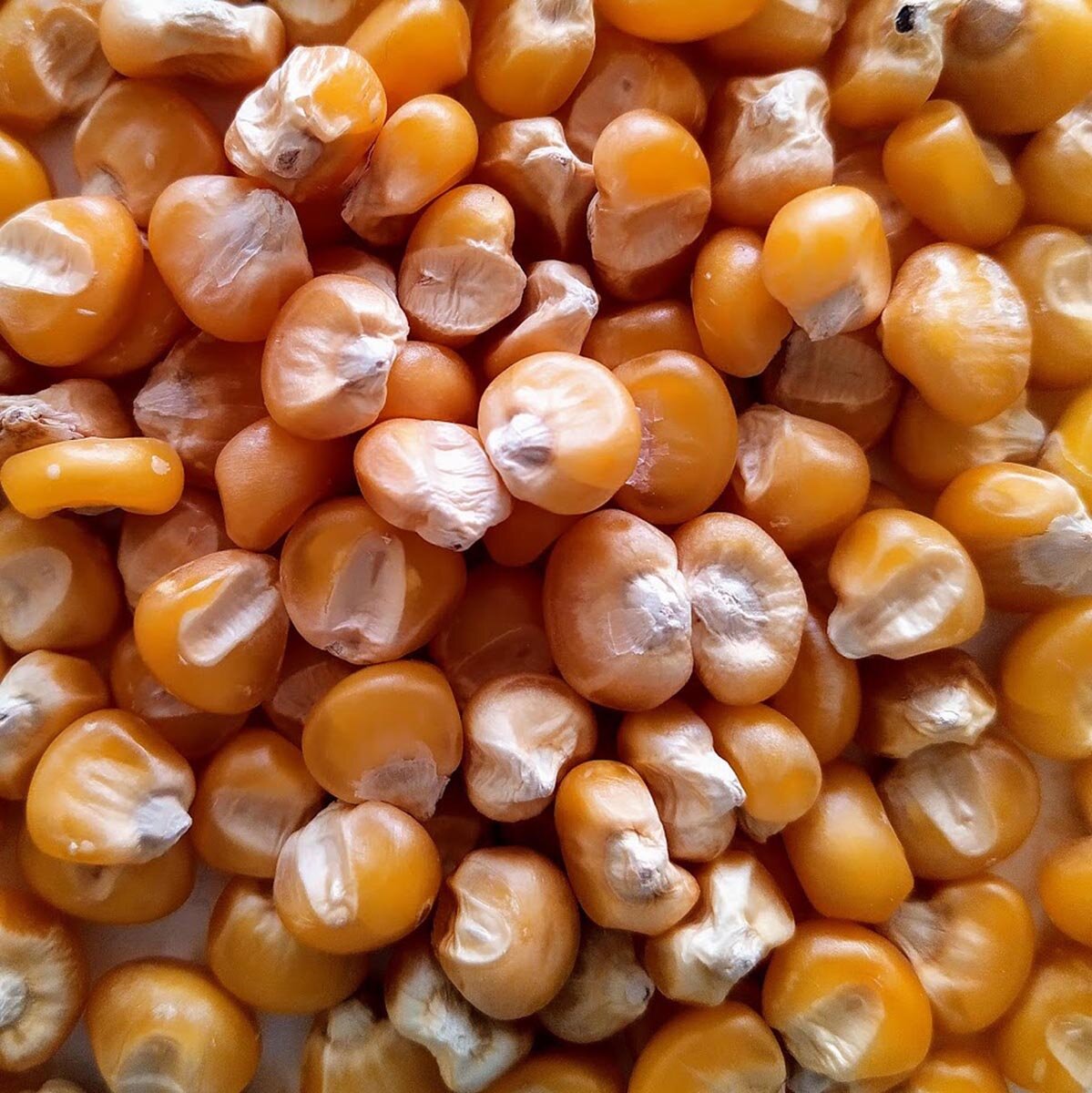 Maïs doux 'Badischer Landmais' (Zea mays) graines