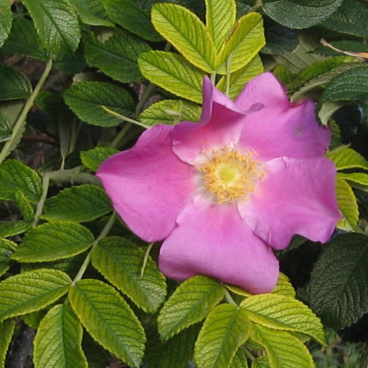 Rosier rugueux (Rosa rugosa) graines