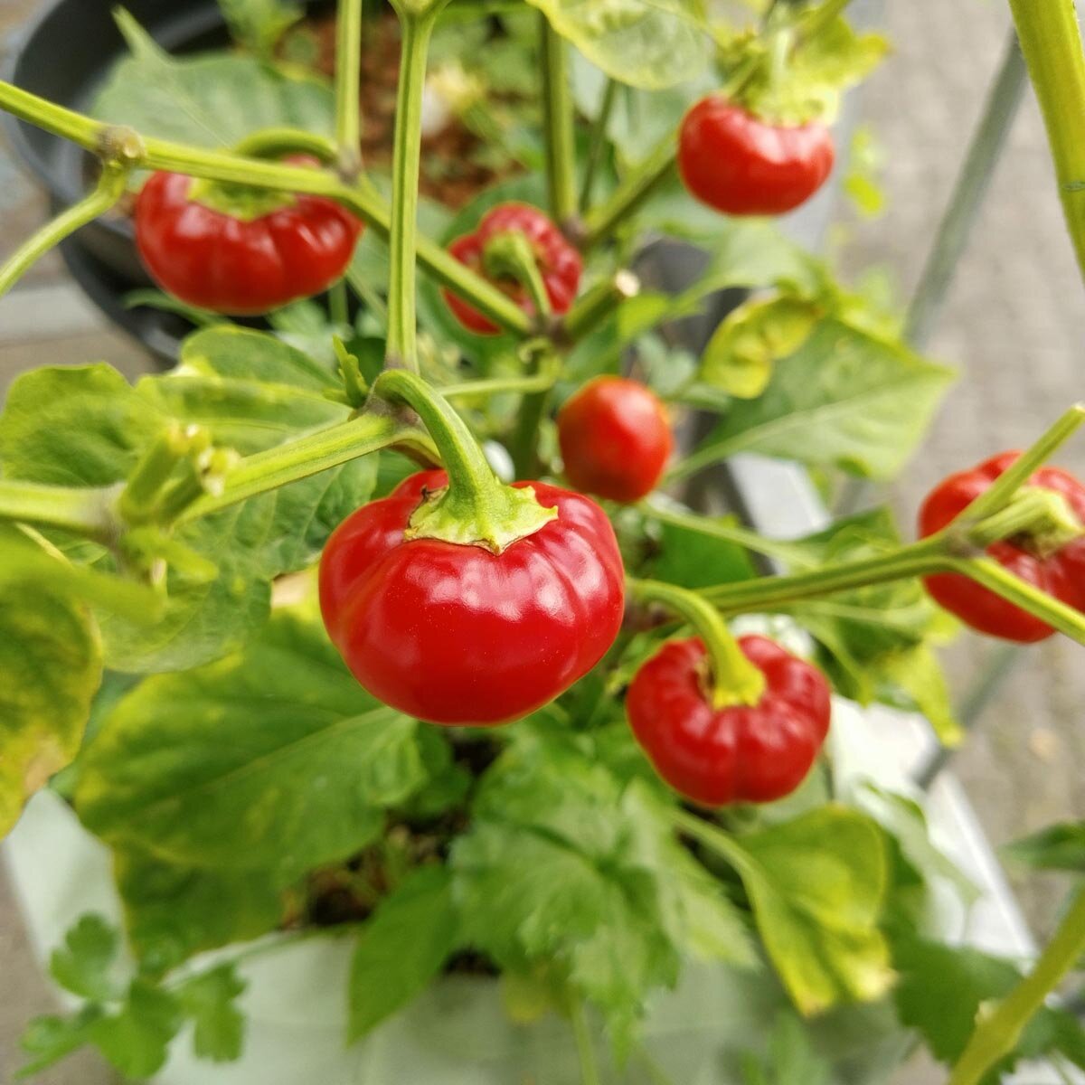 Poivron doux ''Paradiso'' (Capsicum frutescens) Bio semences