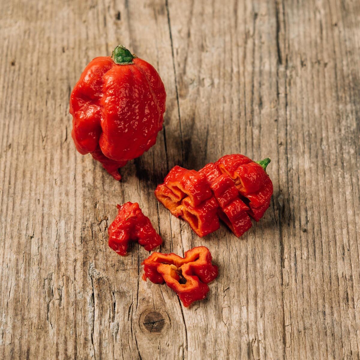 Piment 'Carolina Reaper' (Capsicum chinense)