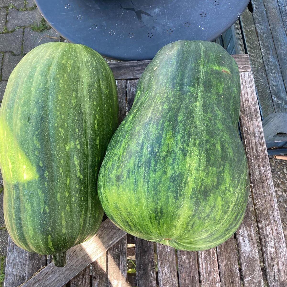 Courge 'Longue de Naples' (Cucurbita moschata) Bio semences