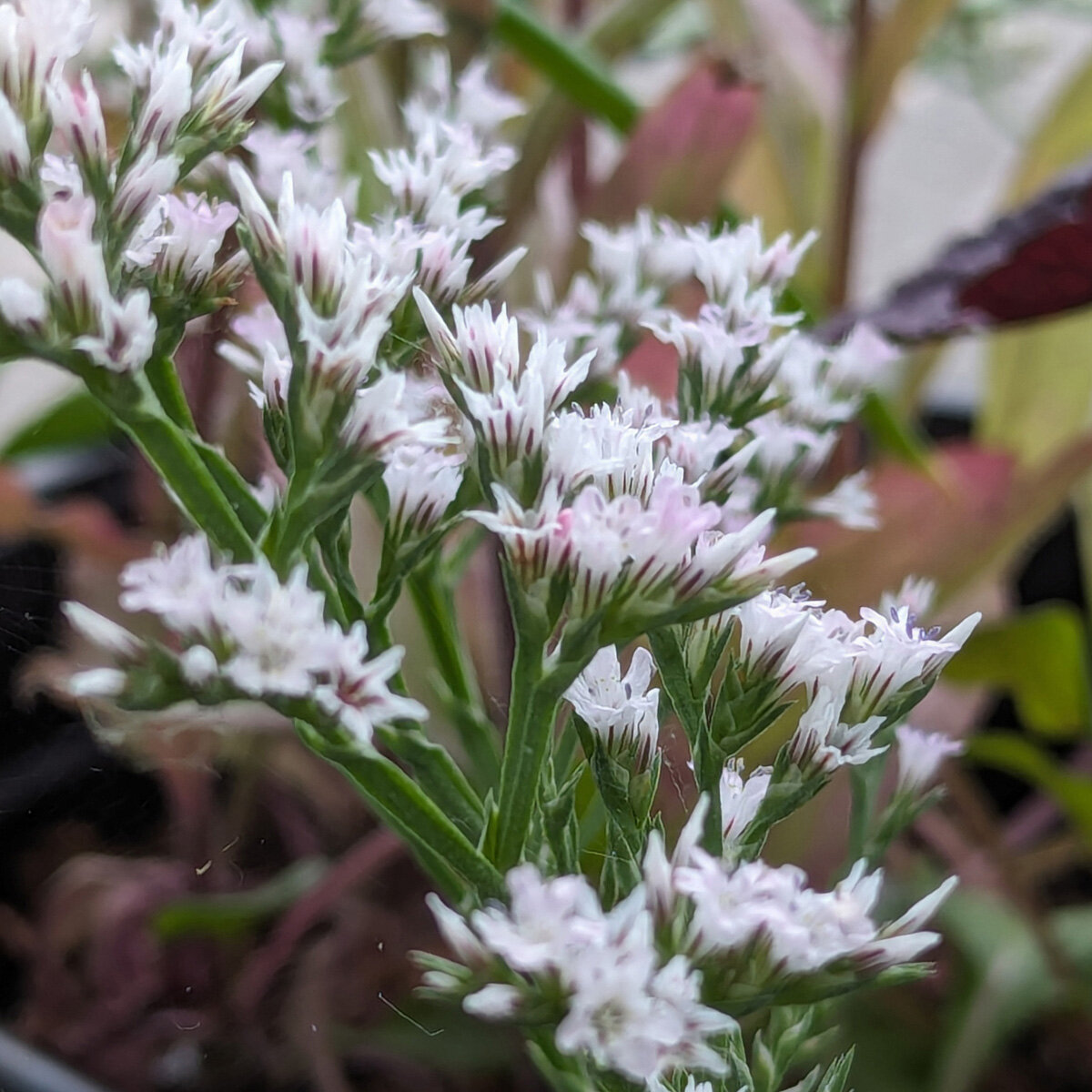 Statice vivace d'Allemagne / Goniolimon tataricum (Limonium tataricum ...
