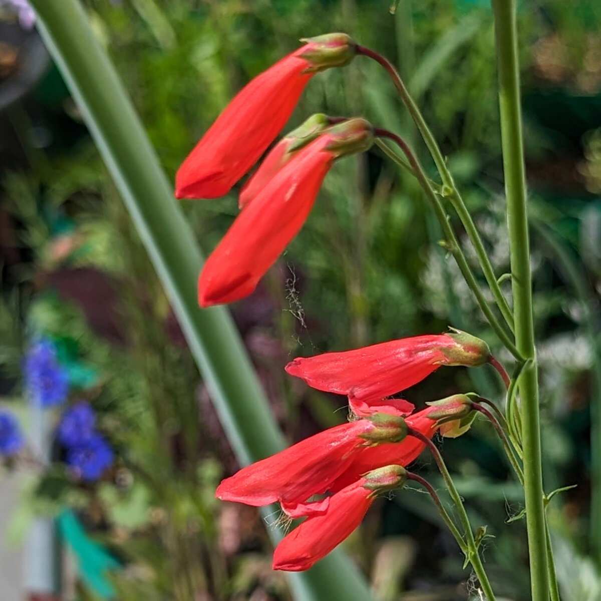 Penstemon barbatus 'Coccineus' (Penstemon barbatus) graines
