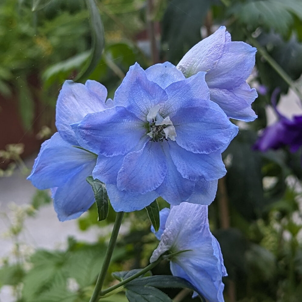 Dauphinelle 'Magic Fountains-Sky Blue, White Bee' (Delphinium cultorum) graines