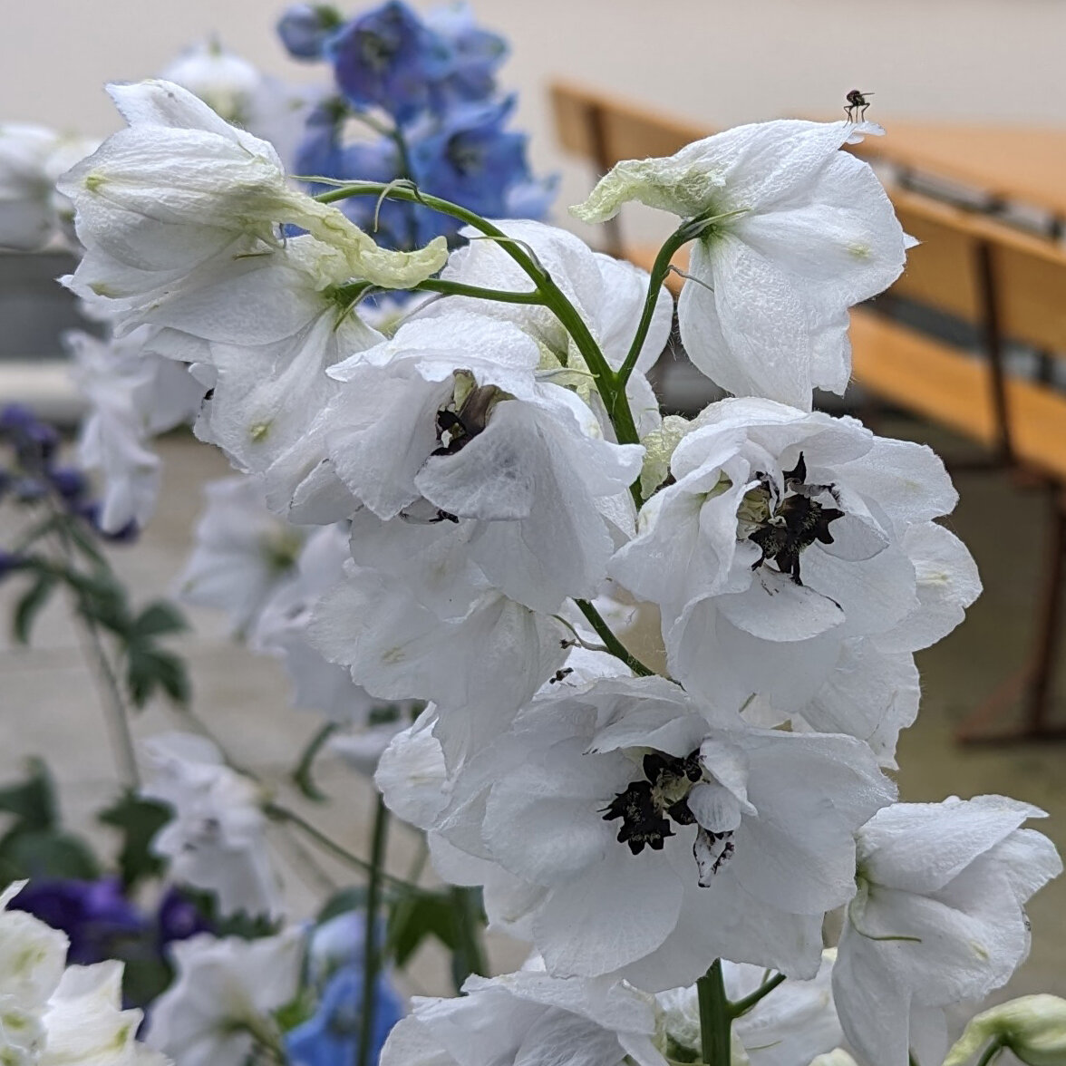 Dauphinelle 'Magic Fountains-White, Dark Bee' (Delphinium cultorum) graines