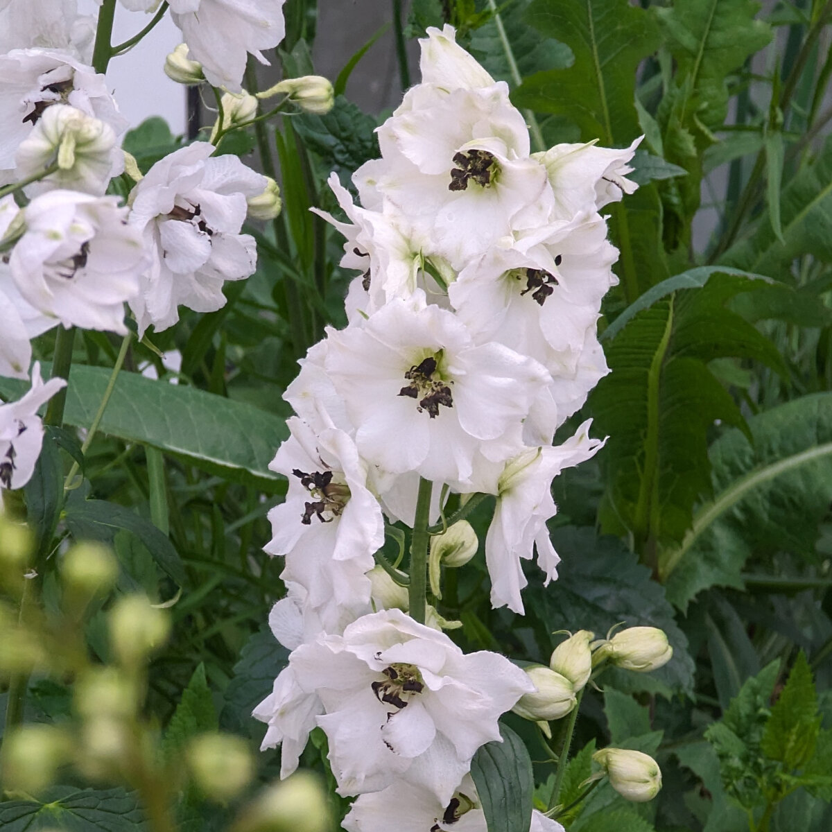 Dauphinelle 'Magic Fountains-White, Dark Bee' (Delphinium cultorum) graines