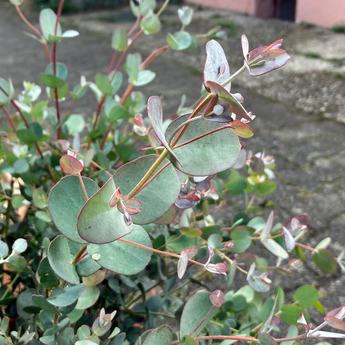 Eucalyptus à moût (Eucalyptus gunnii) graines