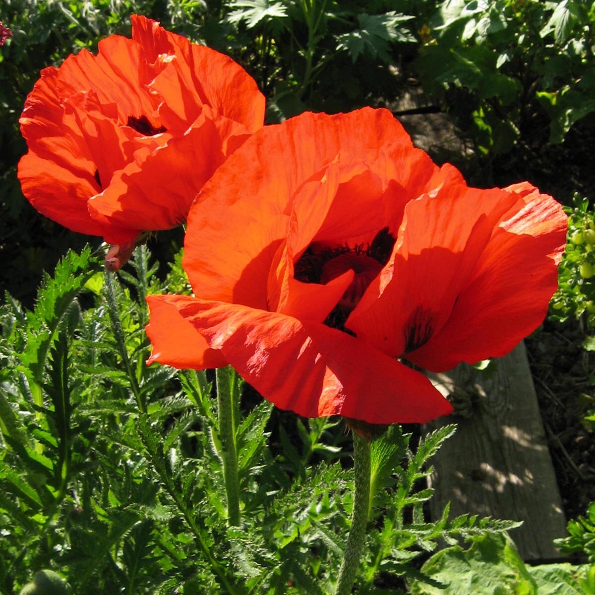 Pavot d'Orient 'Allegro' (Papaver orientale) graines