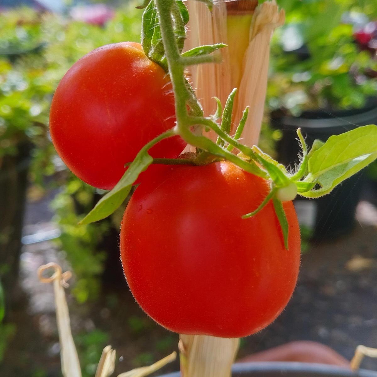 Tomate '' De Berao'' (Solanum lycopersicum) Bio semences