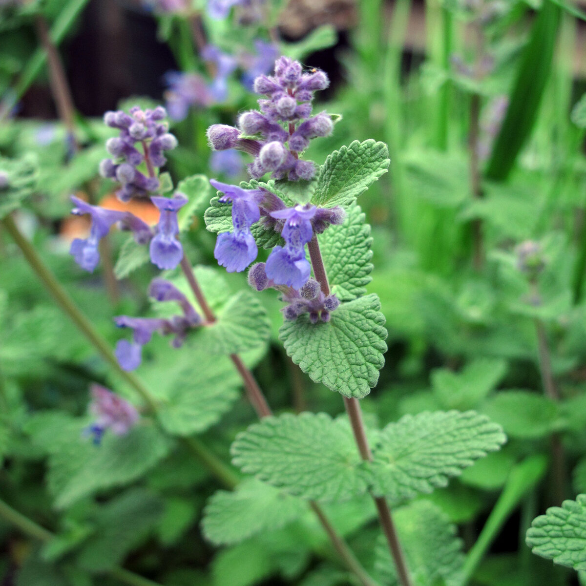 Chataire (Nepeta cataria) bio - env. 800 semences