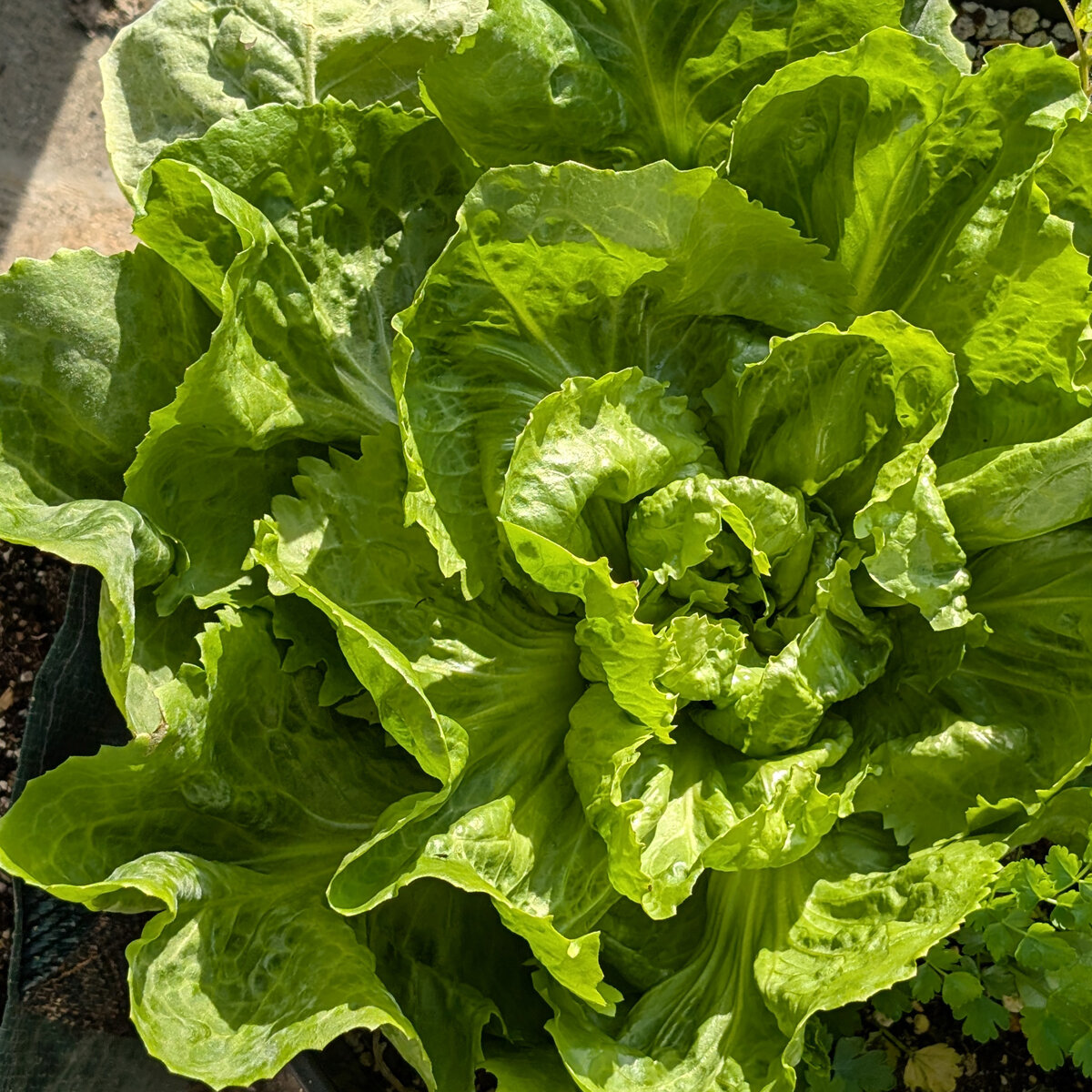 Chicorée endive 'Scarole verte' (Cichorium endivia) graines