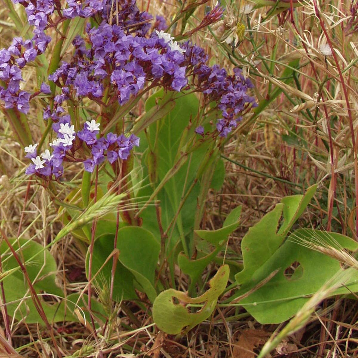 Seelavendel (Limonium perezii) ca. 10 Samen des Strandflieder ...