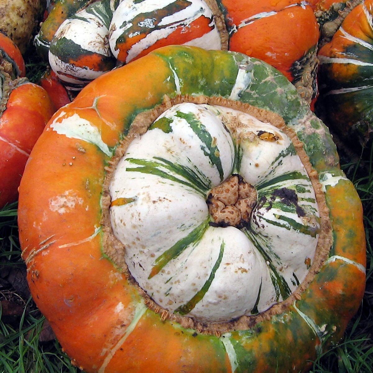 Giraumon/ potiron turban (Cucurbita maxima) graines