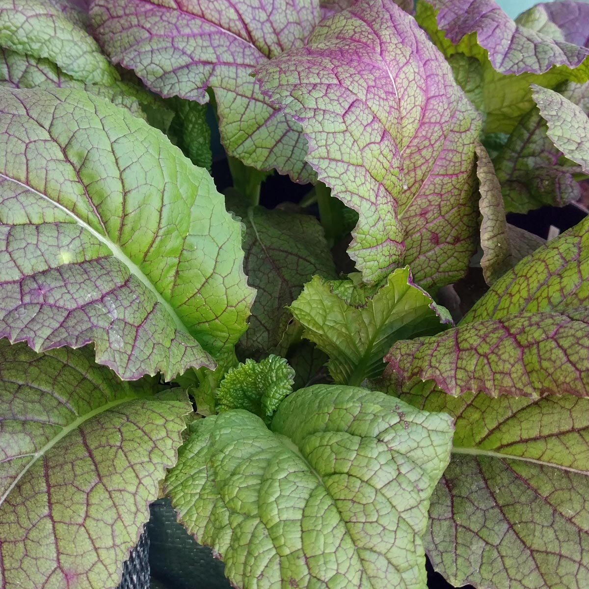 Moutarde de chine rouge 'Red Giant' (Brassica juncea) graines