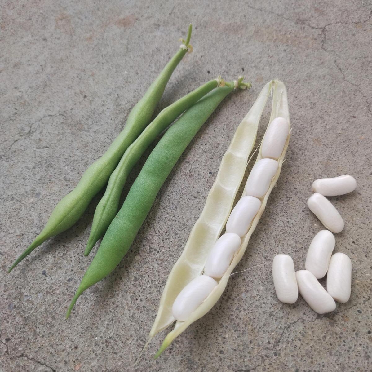 Haricot Blanc 'Cannellini' (Phaseolus vulgaris) graines