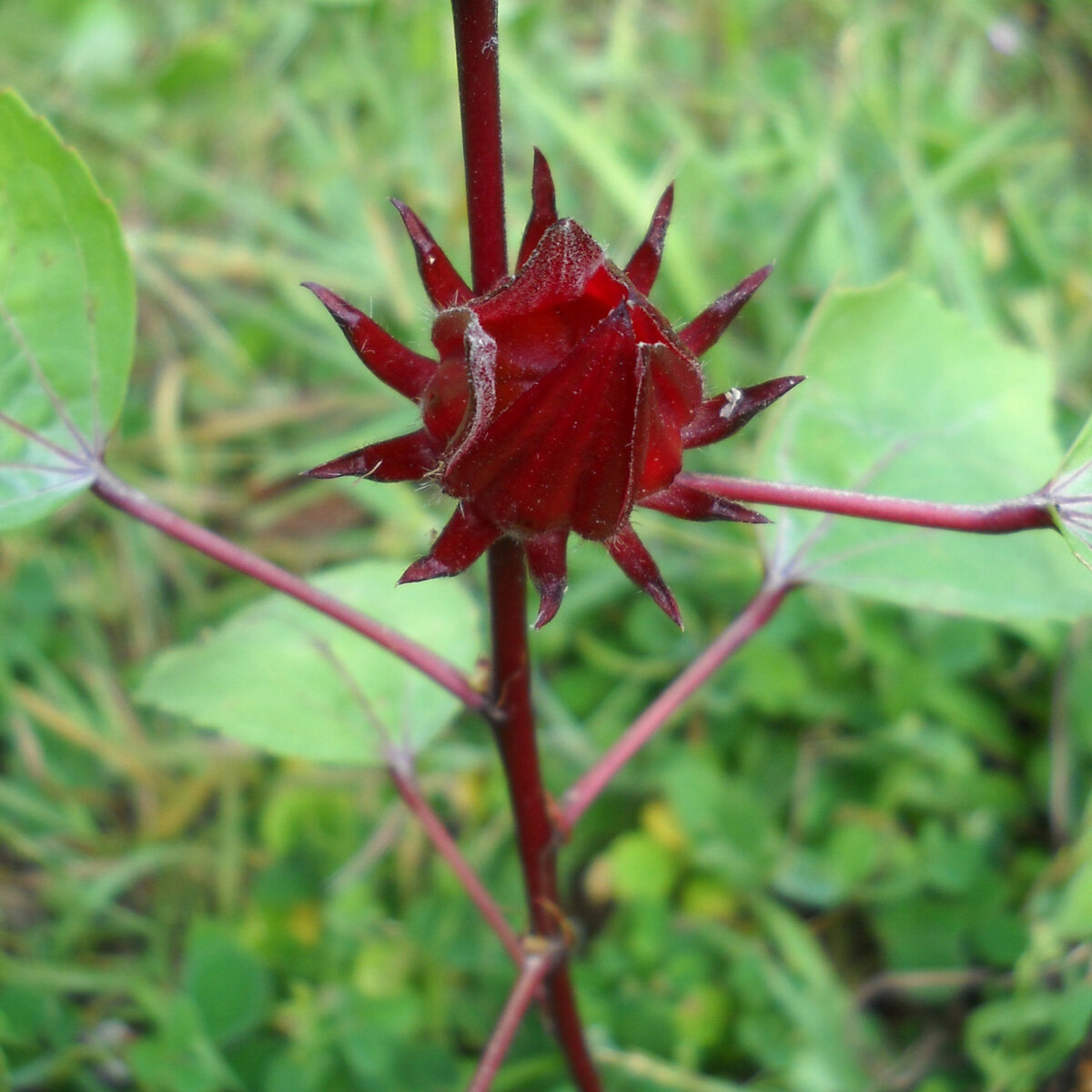 Roselle (Hibiscus sabdariffa) graines