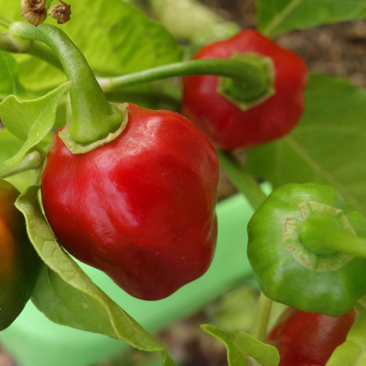Piment 'Scotch Bonnet' (Capsicum chinense) graines