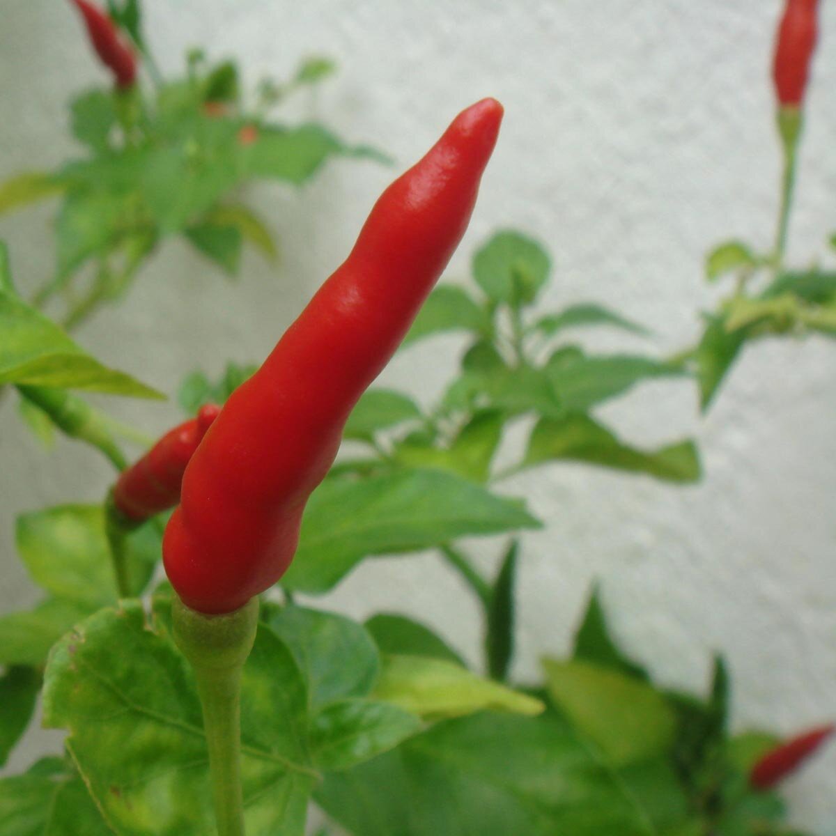 Piment 'Pili Pili' (Capsicum frutescens) graines