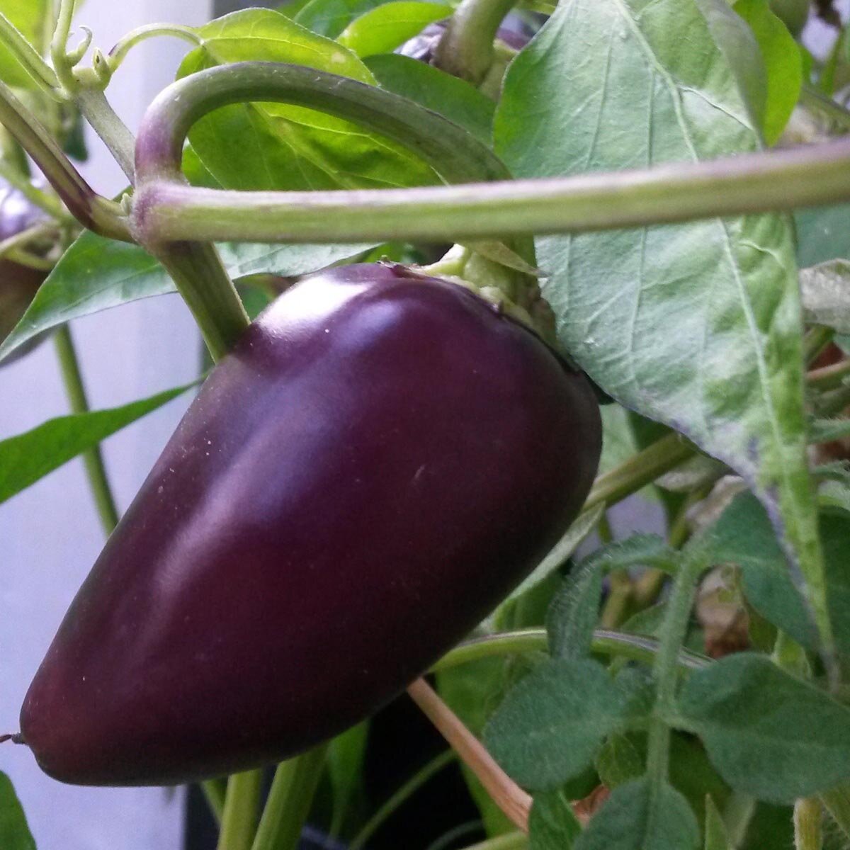 Piment 'Czech Black' (Capsicum annuum) graines