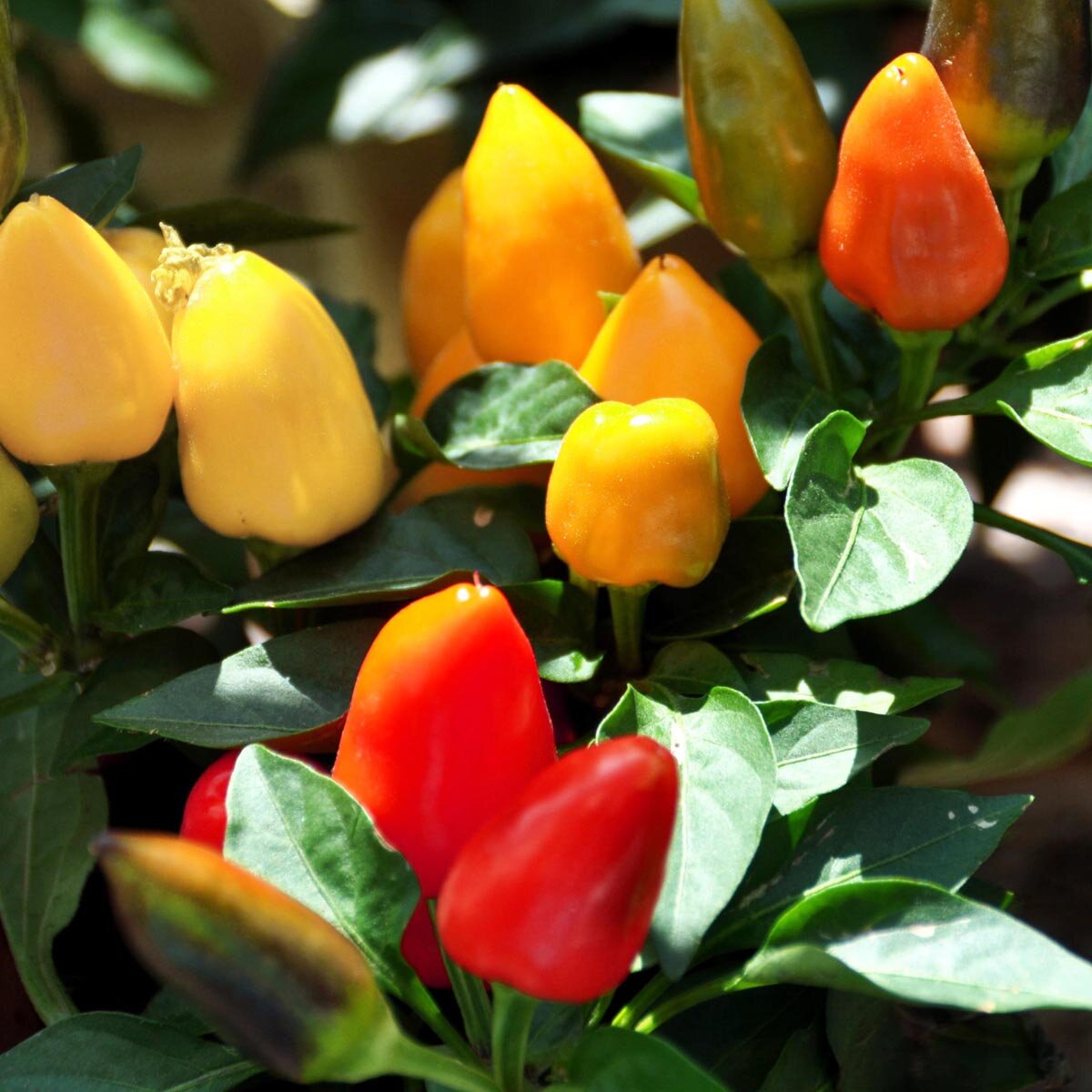 Piment 'Korean Hot' (Capsicum annuum) graines