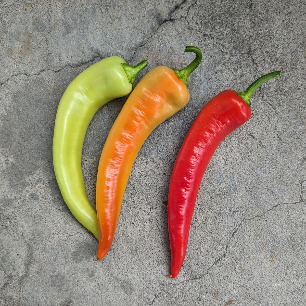 Piment Banane 'Sweet Banana' (Capsicum annuum) graines
