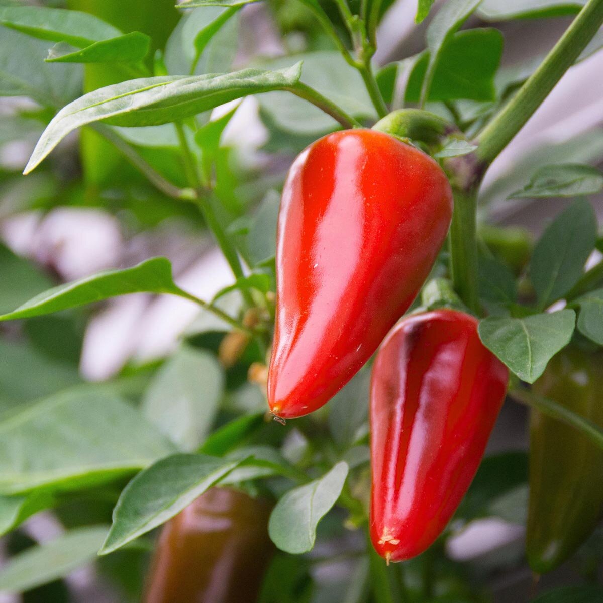 Piment d'Espelette/ Gorria (Capsicum annuum) graines