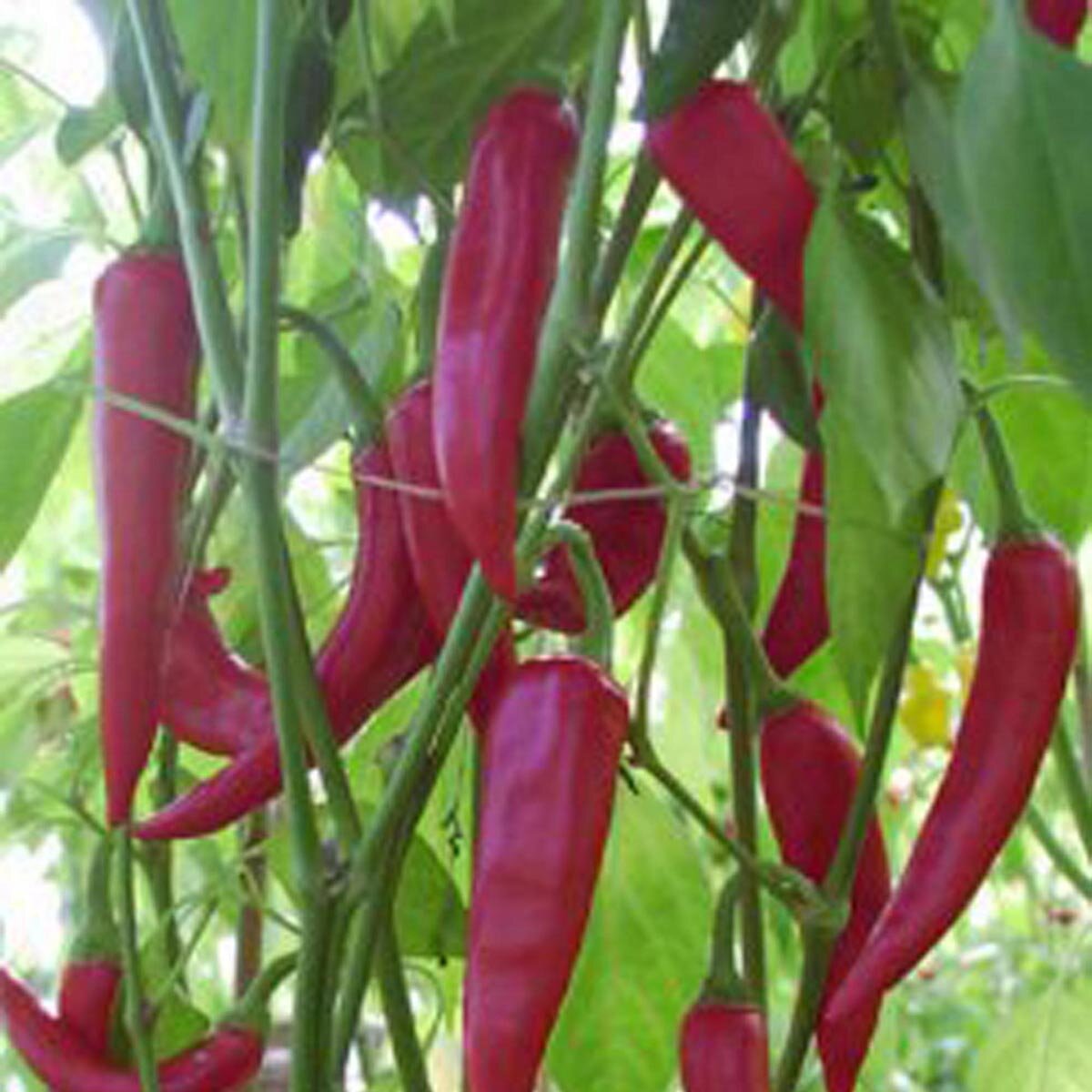 Piment 'Colorado Picante' (Capsicum annuum) graines