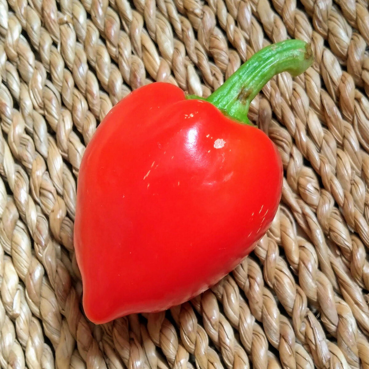 Piment 'Aji Inca Red Drop' (Capsicum baccatum) graines