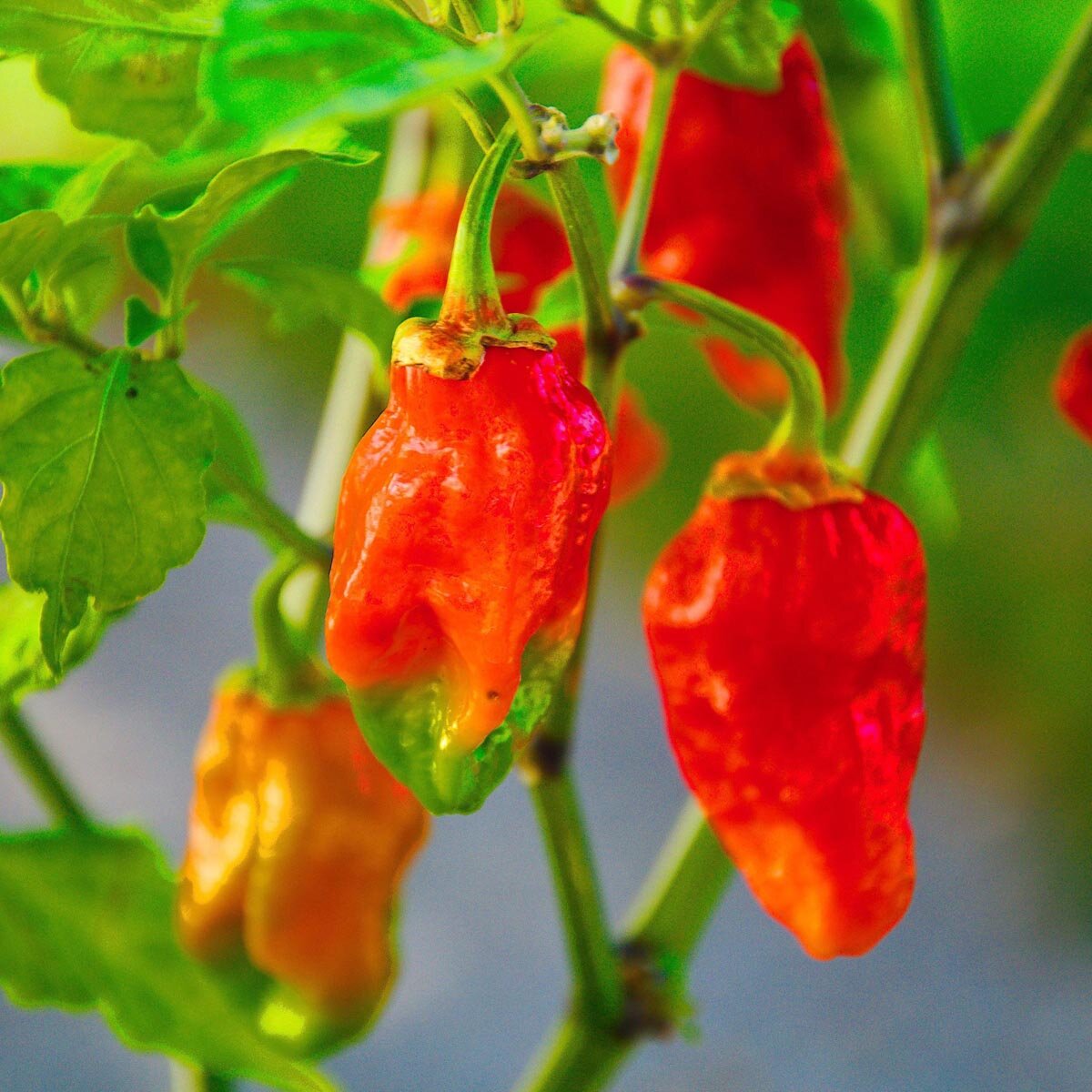 Piment Fort 'Naga Morich' (Capsicum chinense) graines