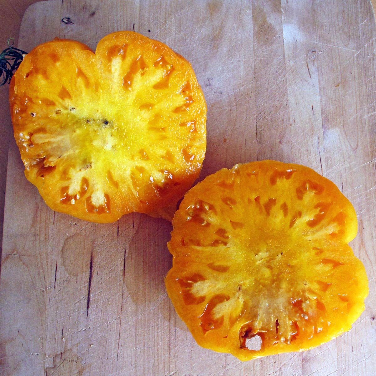 Tomate Orange 'Persimmon' (Solanum lycopersicum) graines