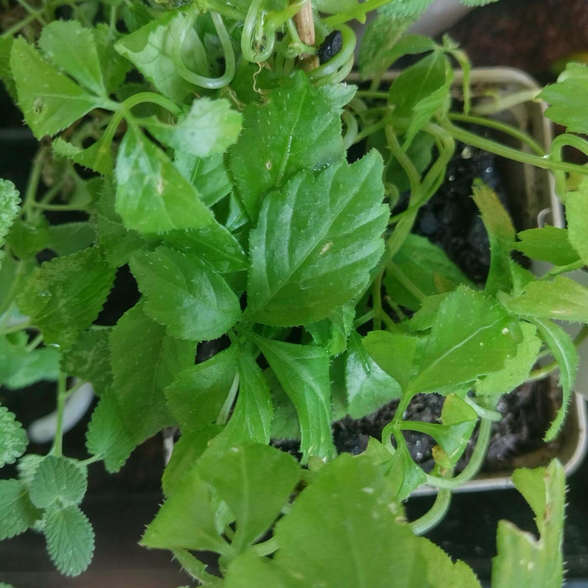 Jiaogulan / Herbe de l'immortalité (Gynostemma pentaphyllum) graines