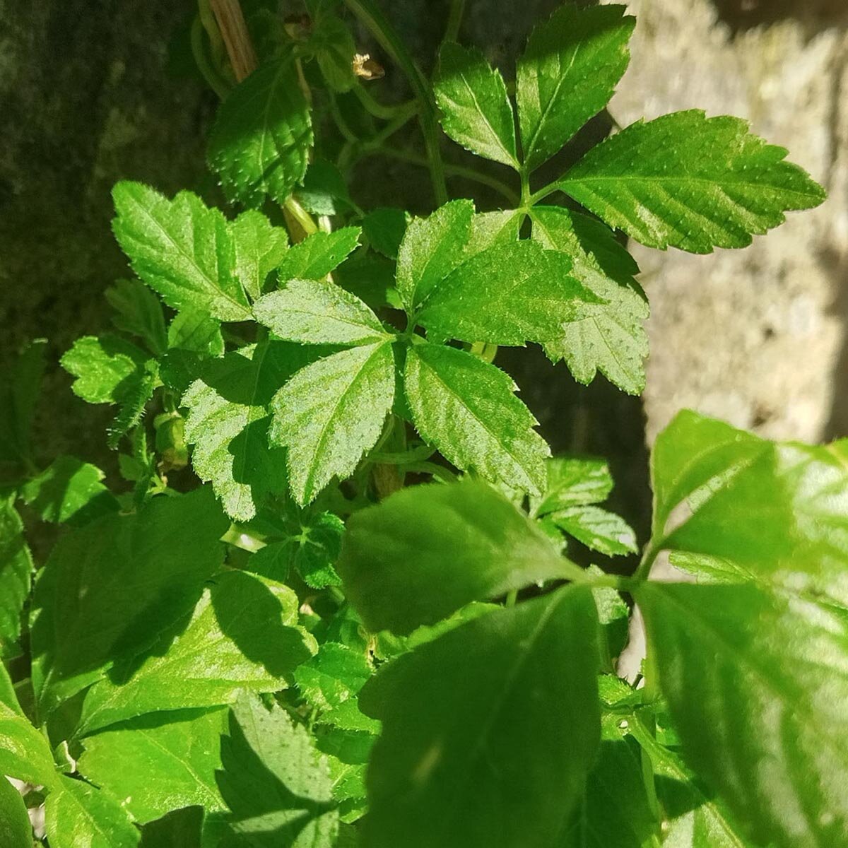 Jiaogulan / Herbe de l'immortalité (Gynostemma pentaphyllum) graines