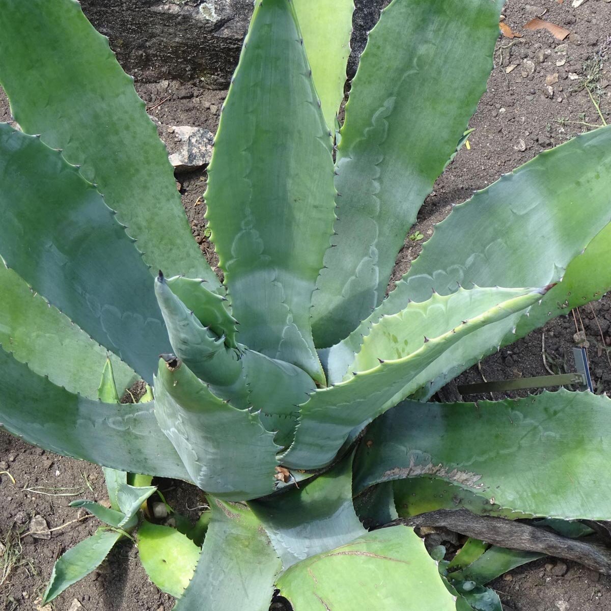Agave d'Amérique (Agave americana) graines