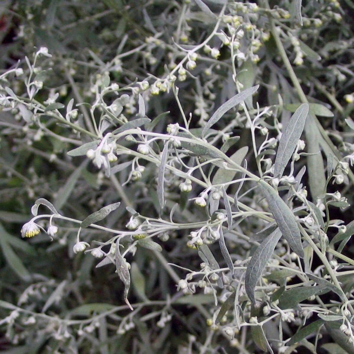 Grande absinthe (Artemisia absinthium) env. 4000 semences