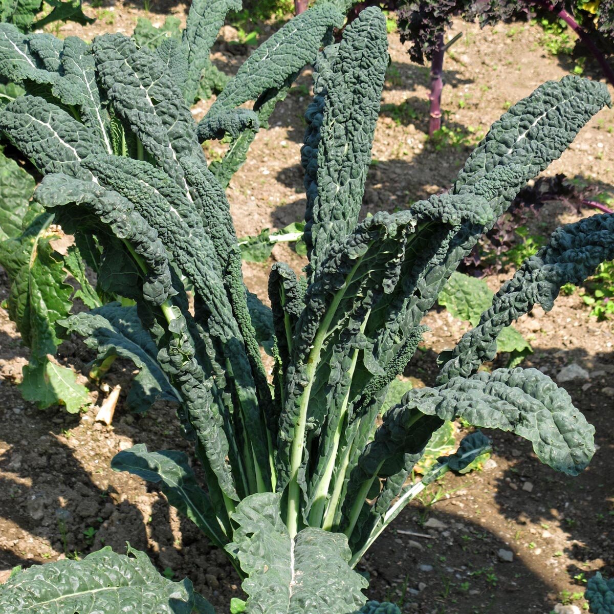 Kale lacinato / chou palmier frisé 'Cavolo Nero di Toscana' (Brassica ...