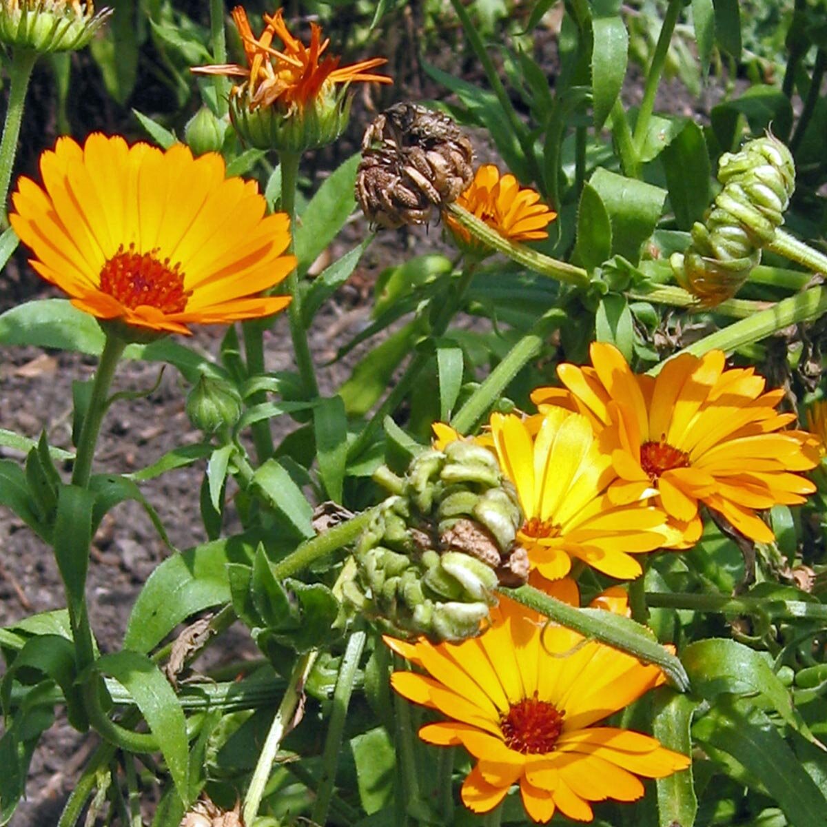 Souci officinal (Calendula officinalis) env. 50 semences