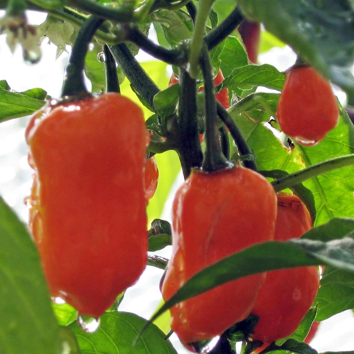Piment Habanero (Capsicum chinense) env. 10 semences