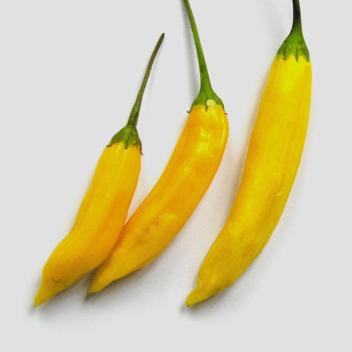 Piment Aji limón 'Lemon Drop' (Capsicum baccatum) env. 10 semences