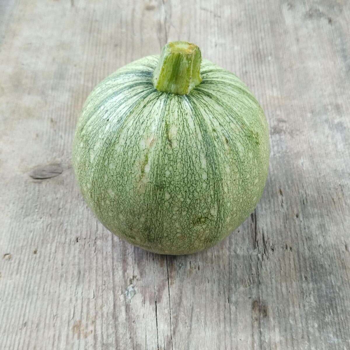 Courge Rondini 'Ronde de Nice' (Cucurbita pepo) graines