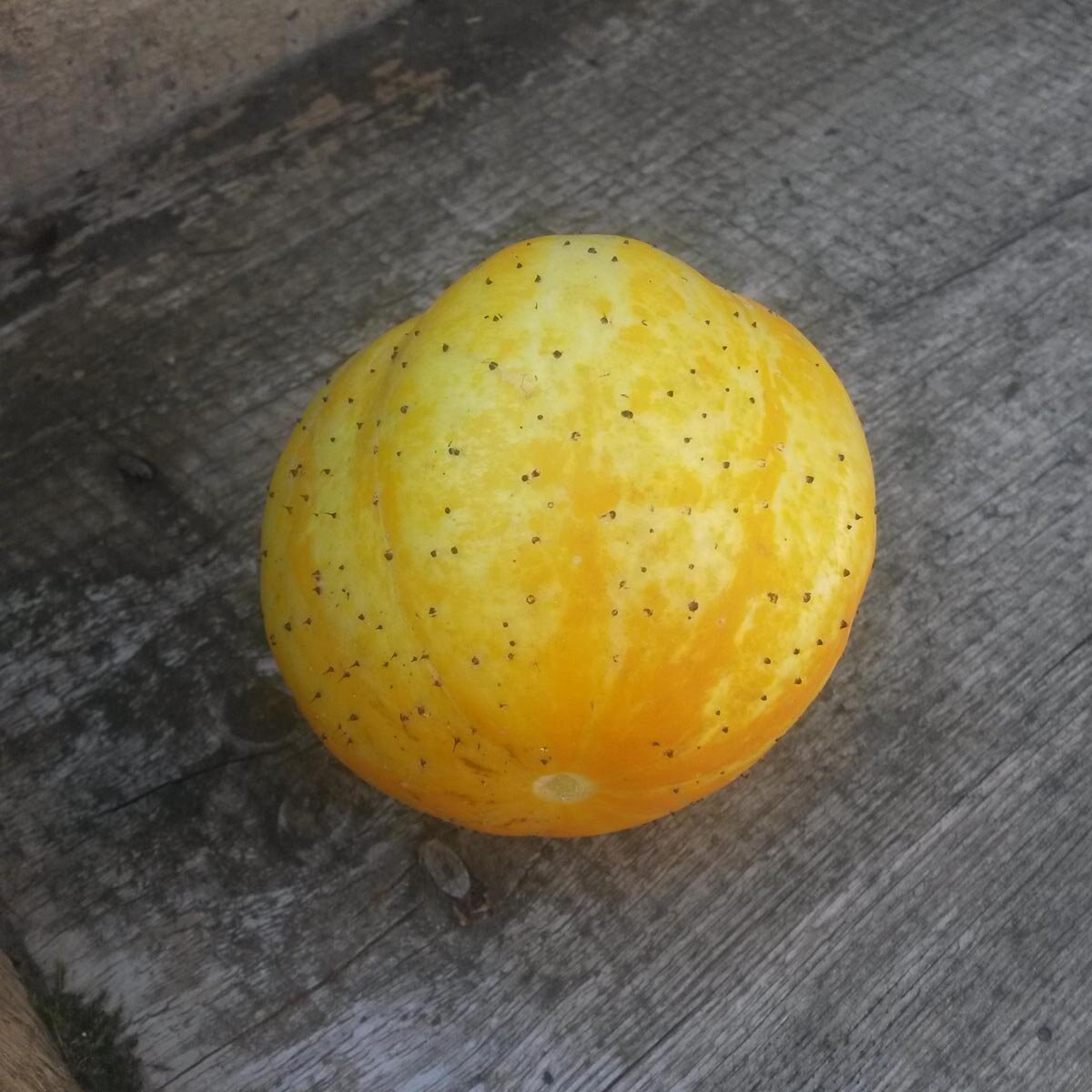 Concombre jaune 'Crystal Lemon' (Cucumis sativus) graines