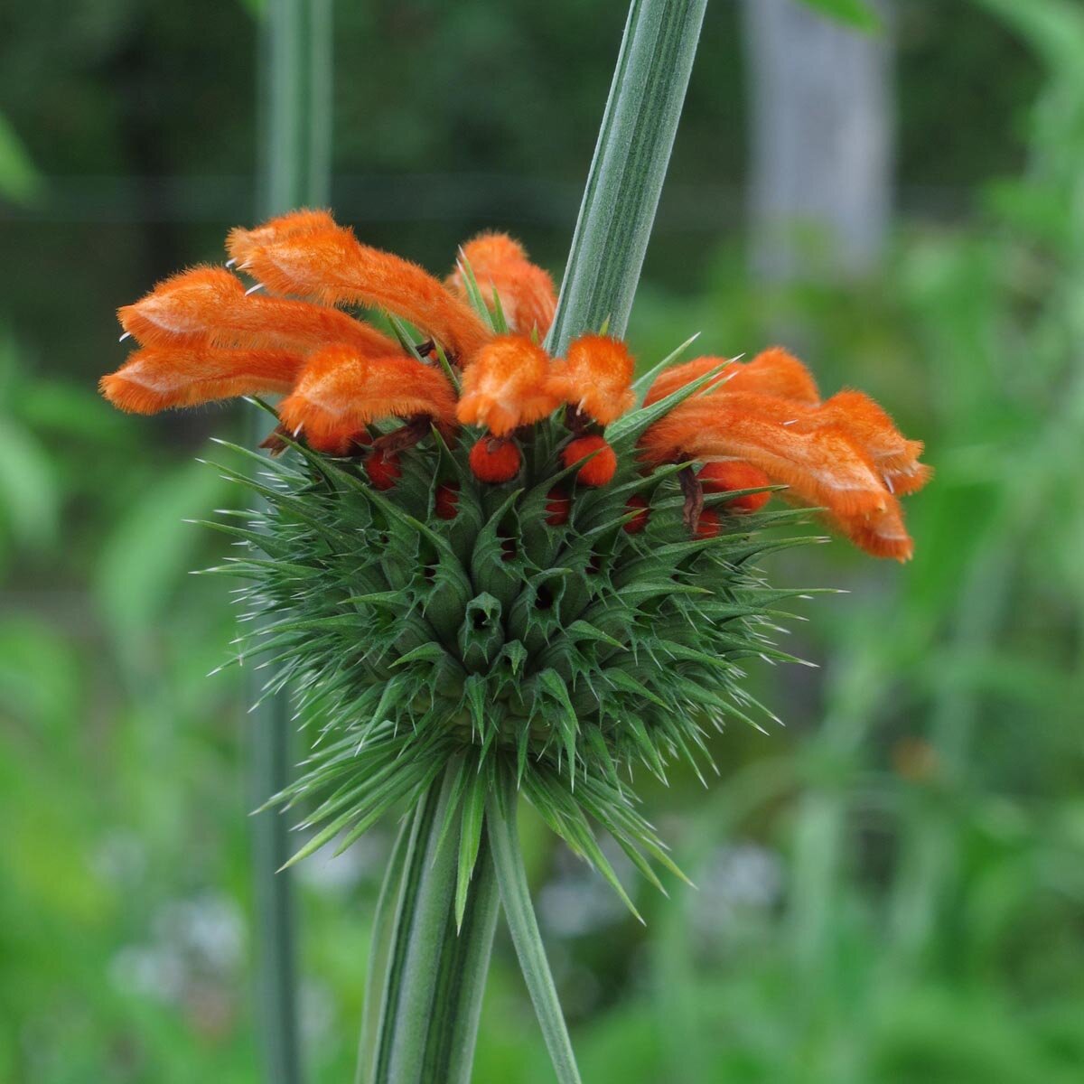 Queue de lion (Leonotis leonurus) - env. 200 graines