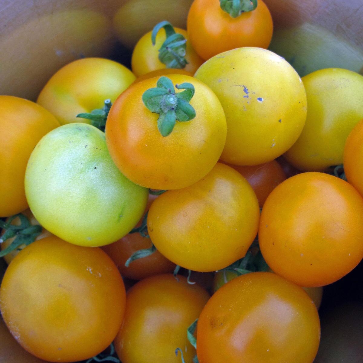 Tomate jaune 'Goldene Königin' (Solanum lycopersicum) graines