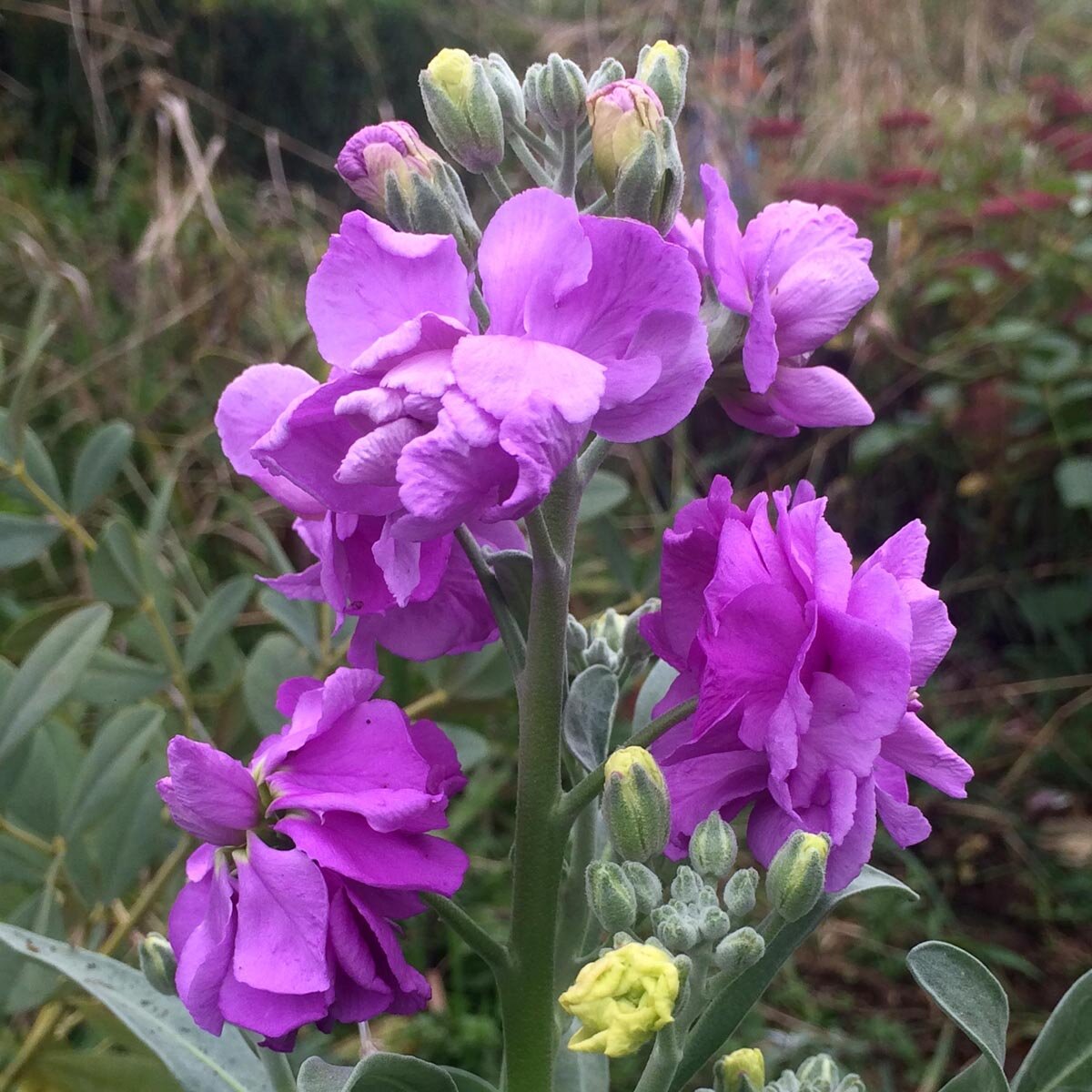 Giroflée d'été (Matthiola incana) graines