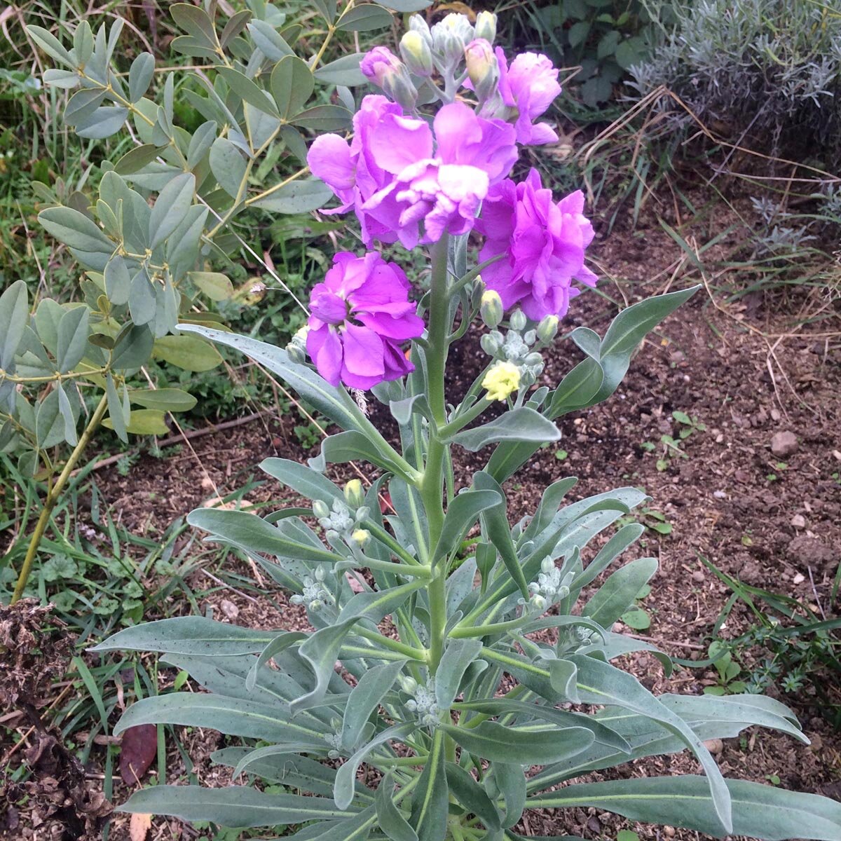 Giroflée d'été (Matthiola incana) graines