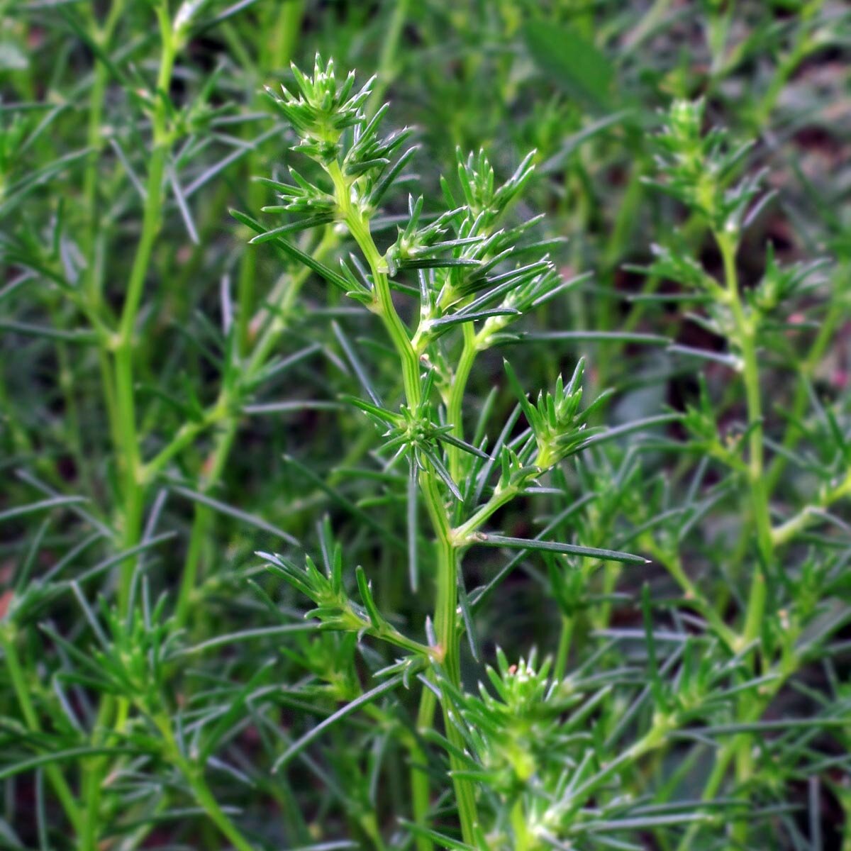 Soude commune (Salsola soda) graines
