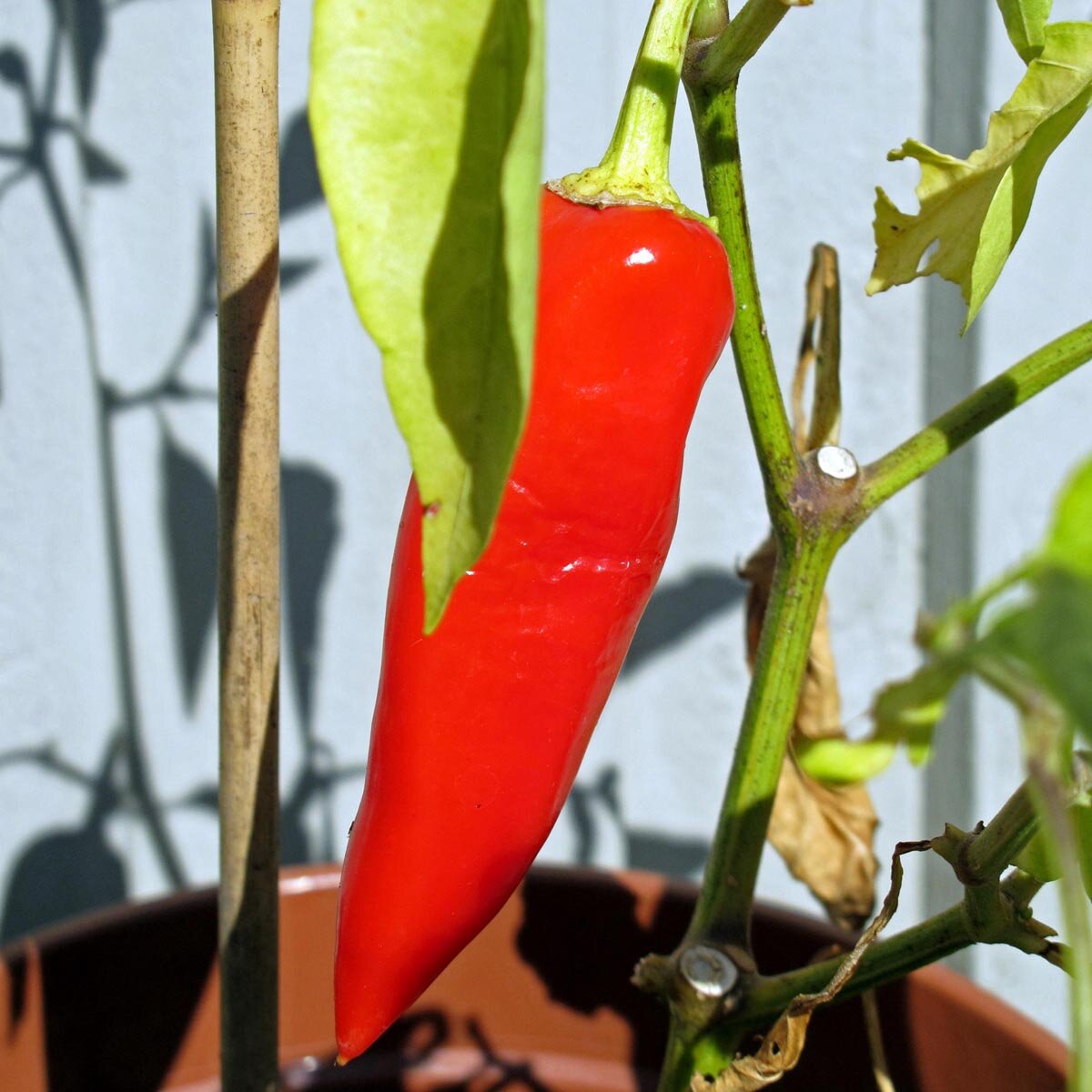 Poivron pointu rouge sucré 'Marconi Rosso' (Capsicum annuum) Bio semences