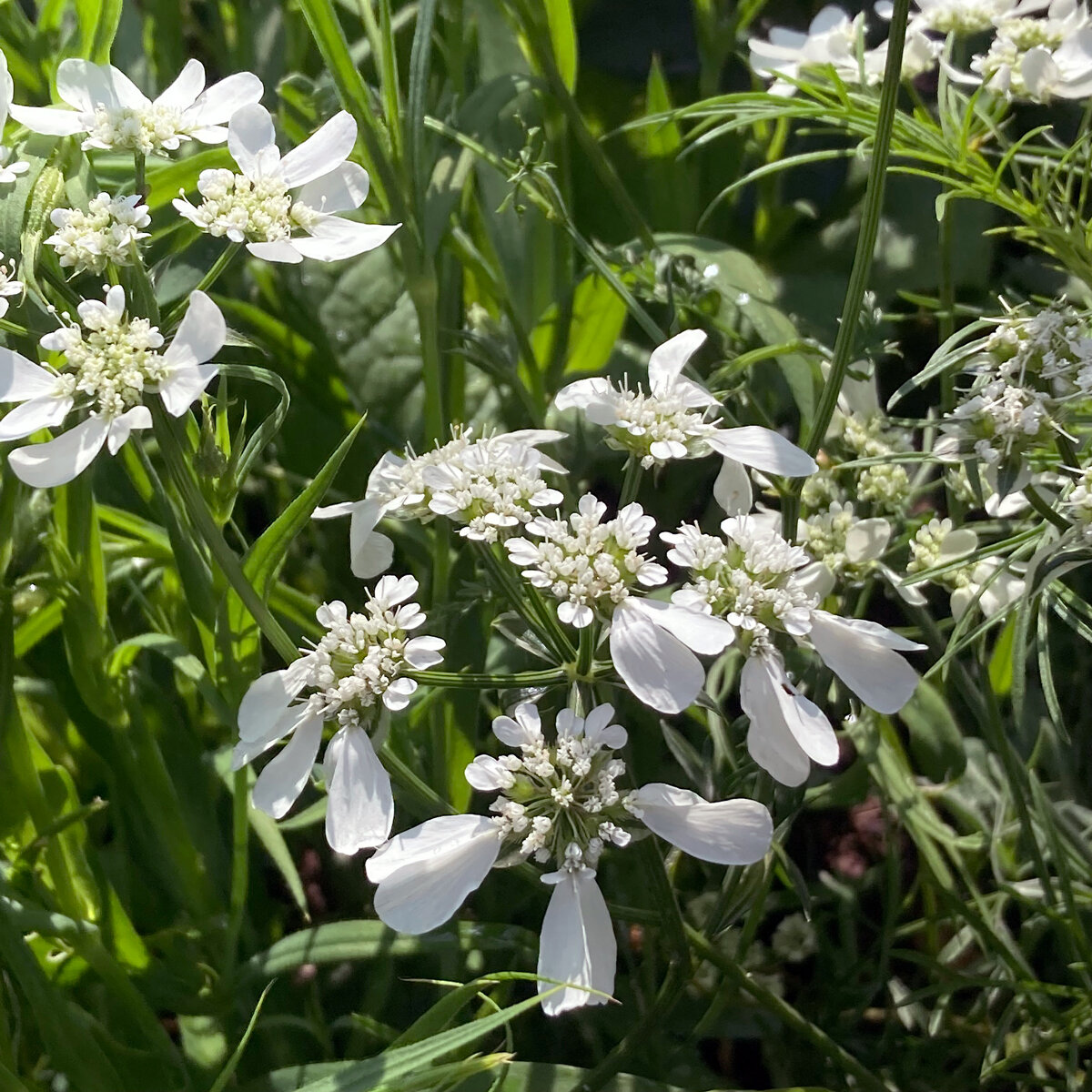 Orlaya à grandes fleurs (Orlaya grandiflora)