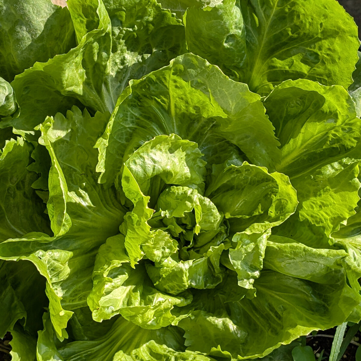 Chicorée endive 'Scarole verte' (Cichorium endivia) semences